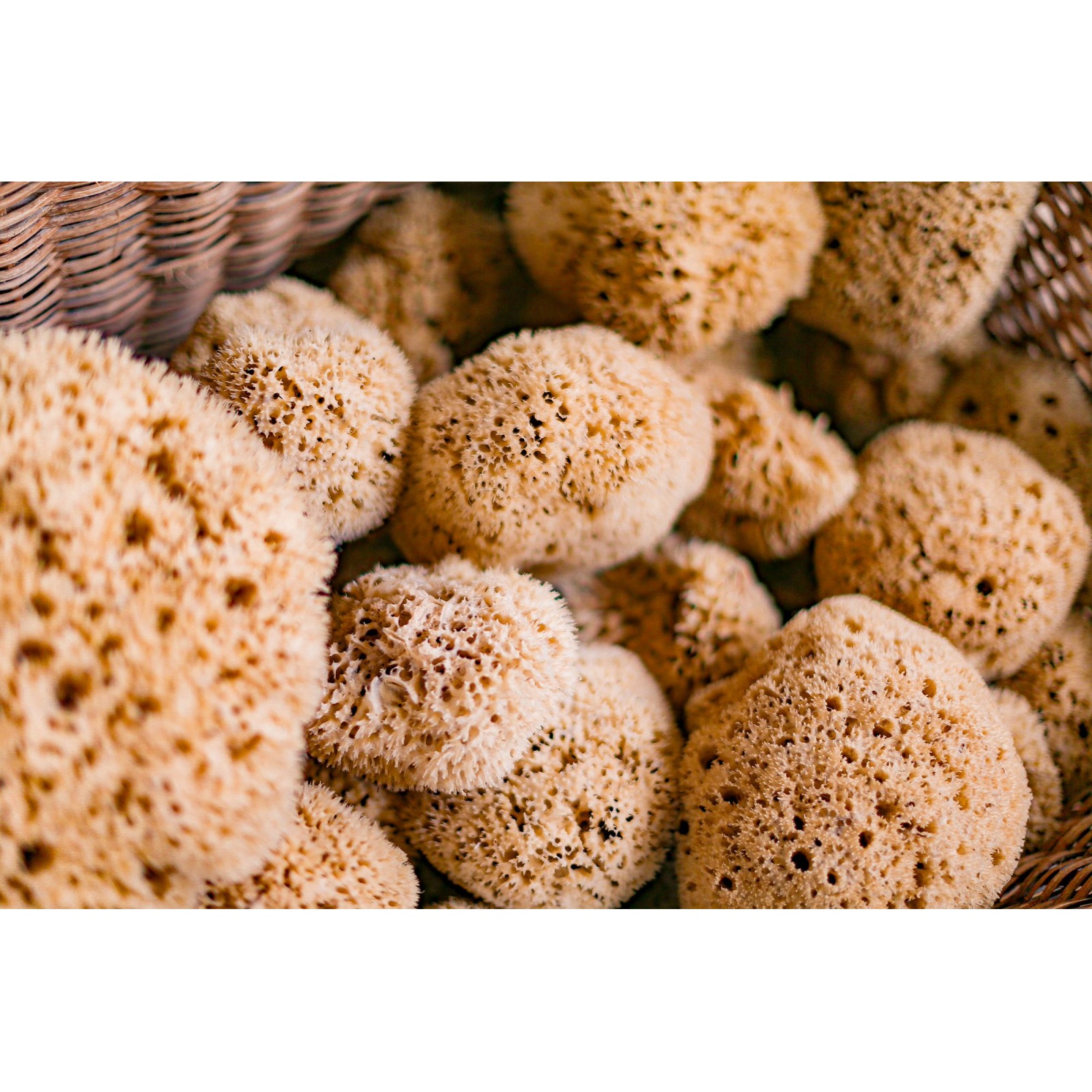 Esponja natural clássica 15cm